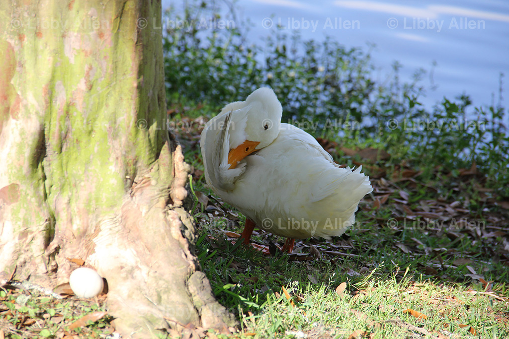Libby Allen SongsWORKING OUT THE KINKS... - Libby Allen Songs